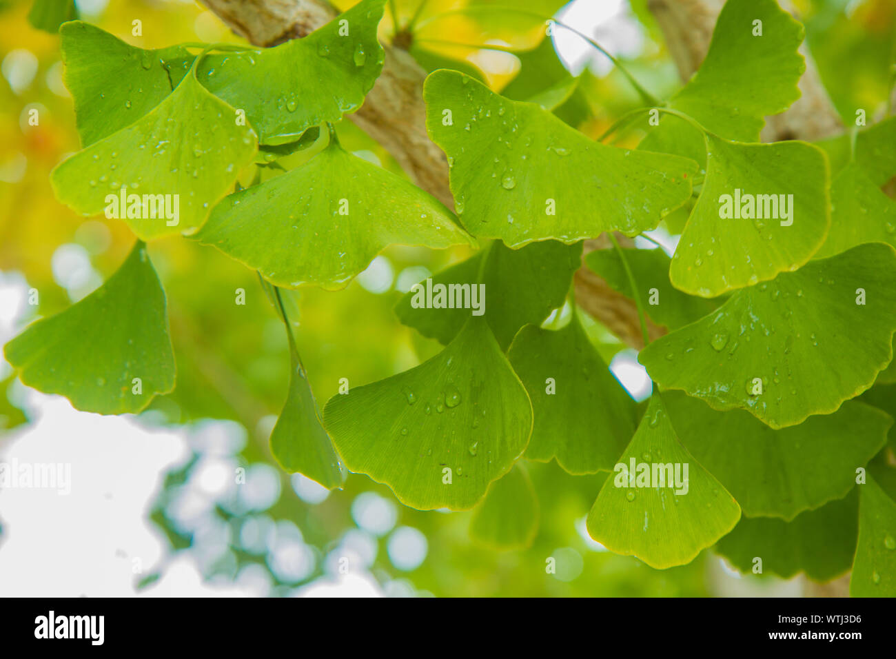 Green ginko leaves hi-res stock photography and images - Alamy