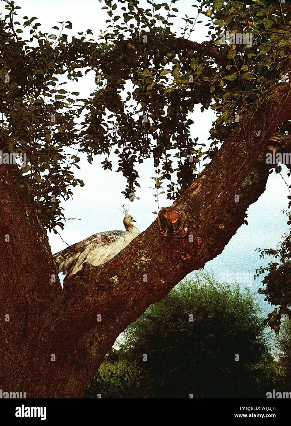 Peacock sitting on tree hi-res stock photography and images - Alamy