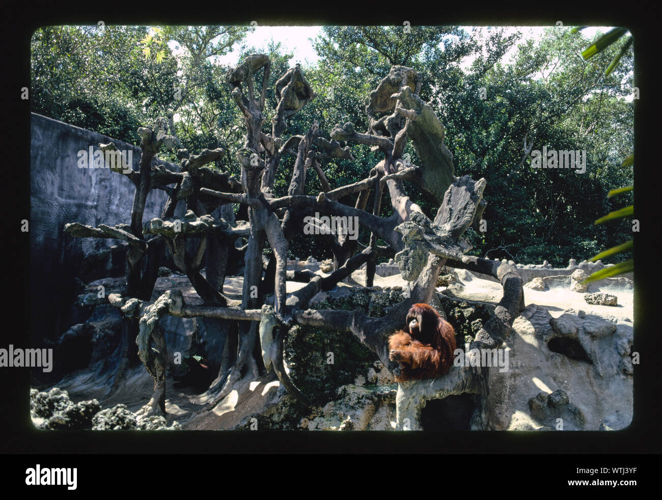 Monkey Jungle, Miami, Florida Stock Photo - Alamy