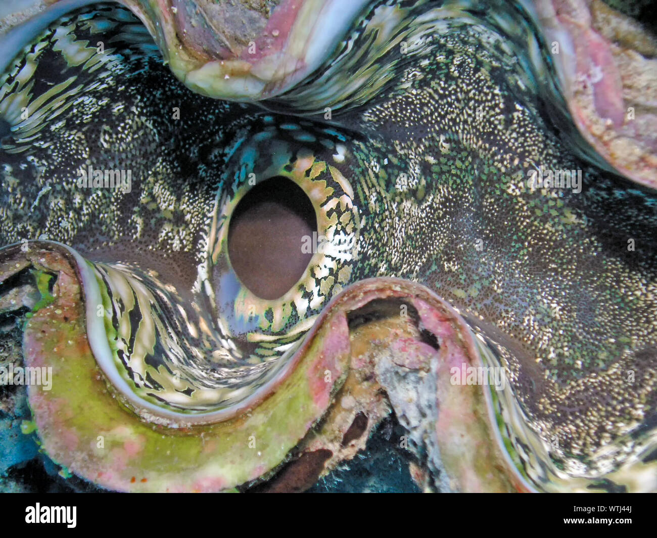 Fluted Giant Clam (Tridacna squamosa Stock Photo - Alamy