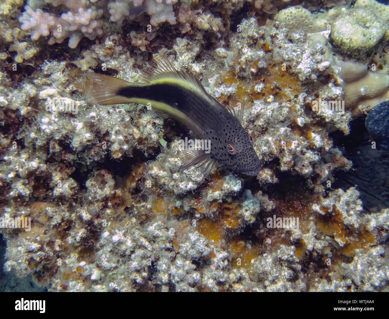 Freckled Hawkfish (Paracirrhites forsteri Stock Photo - Alamy