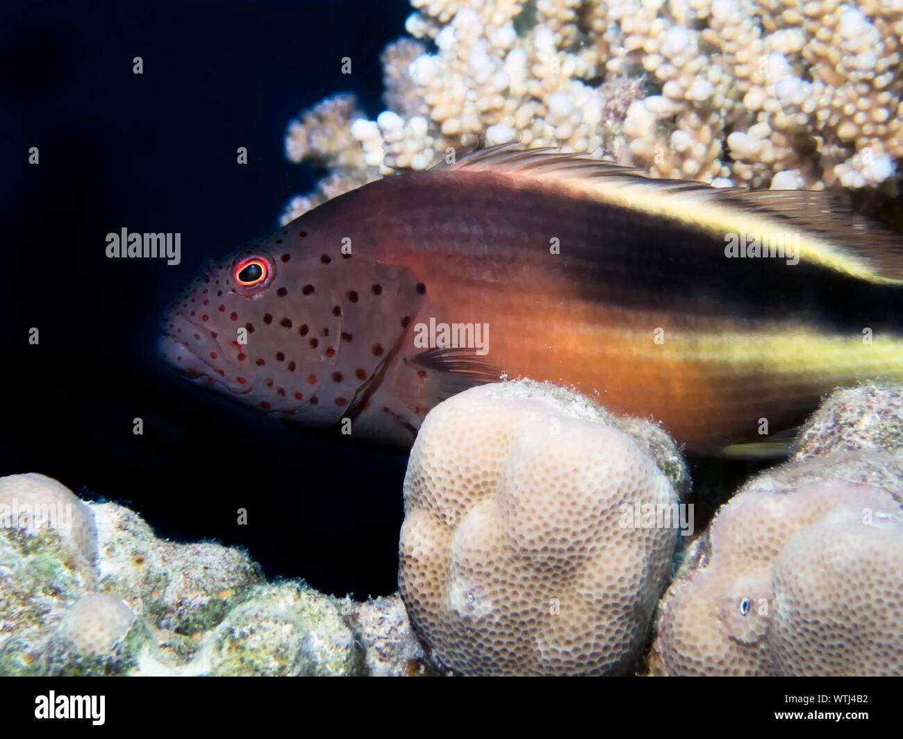 Freckled Hawkfish (Paracirrhites forsteri Stock Photo - Alamy
