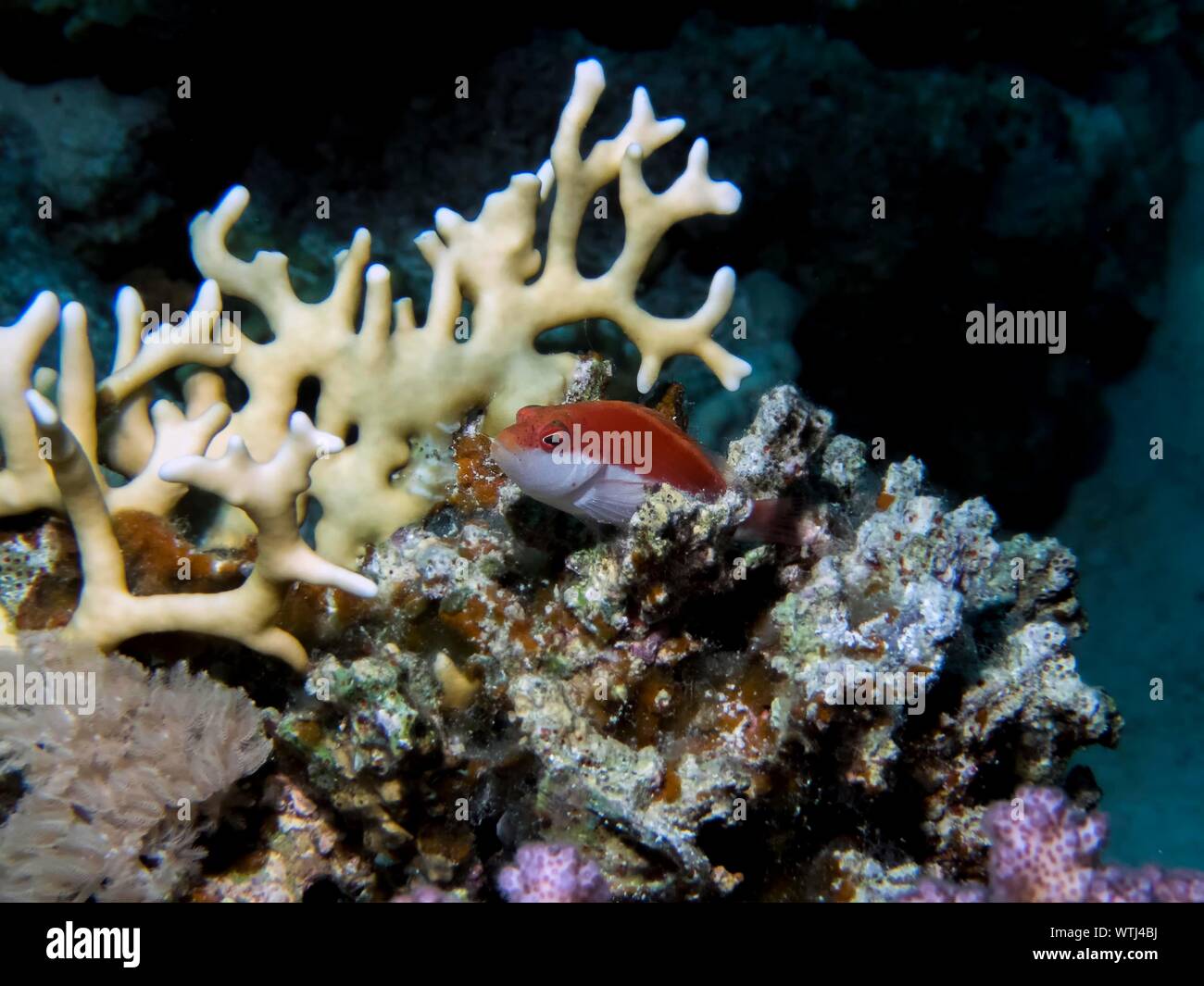 Spotted hawk fish hi-res stock photography and images - Alamy