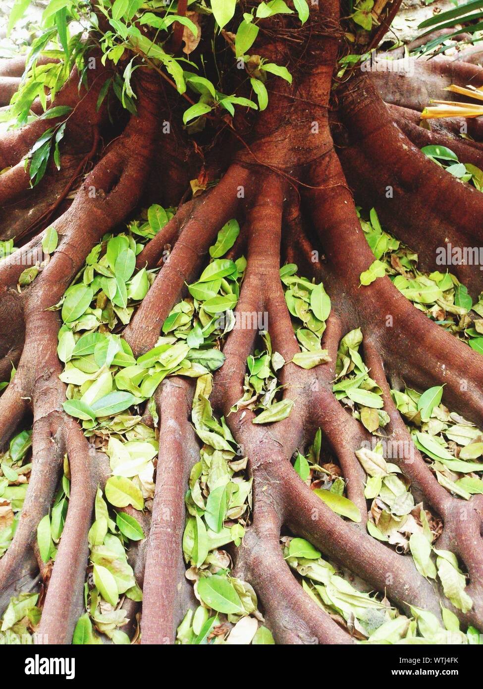 Tree roots and leaves hi-res stock photography and images - Alamy
