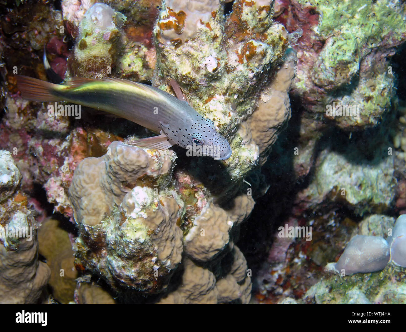 Black Sided Hawkfish High Resolution Stock Photography and Images - Alamy