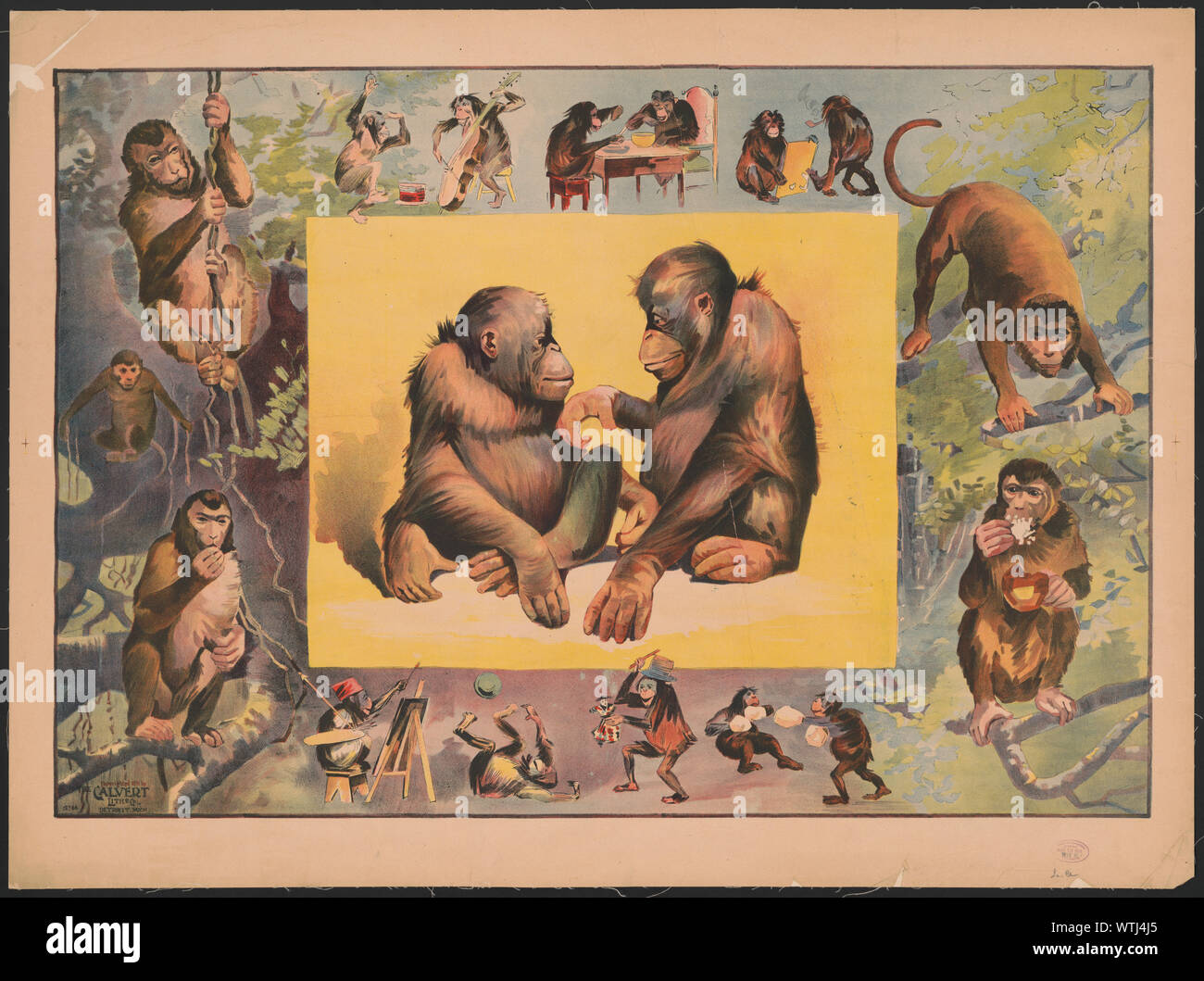 Monkeys at play hi-res stock photography and images - Alamy