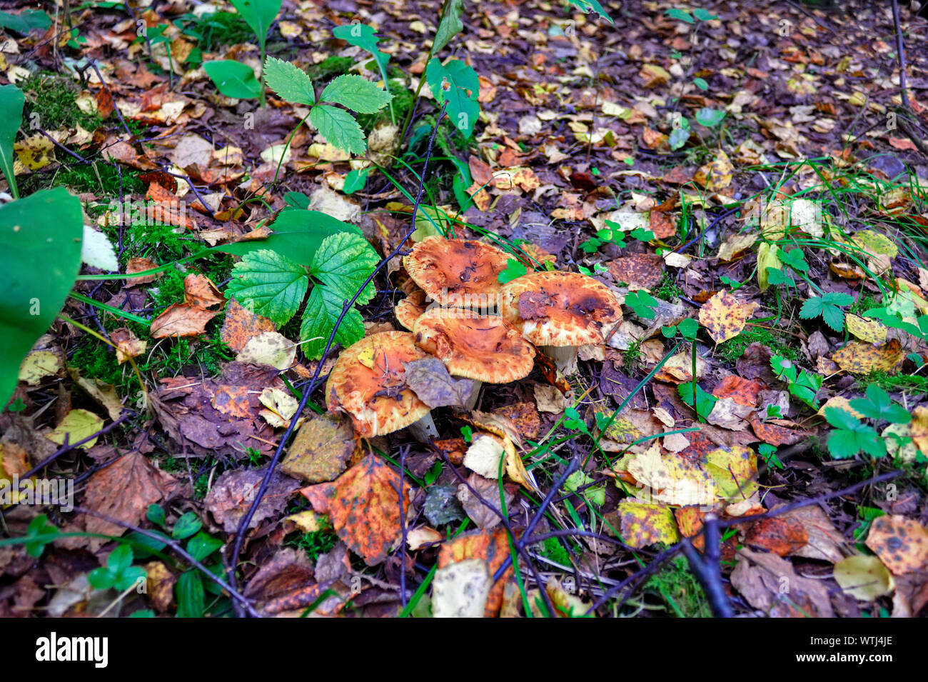 Fall scene with mushrooms and fallen brown leaves Stock Photo - Alamy