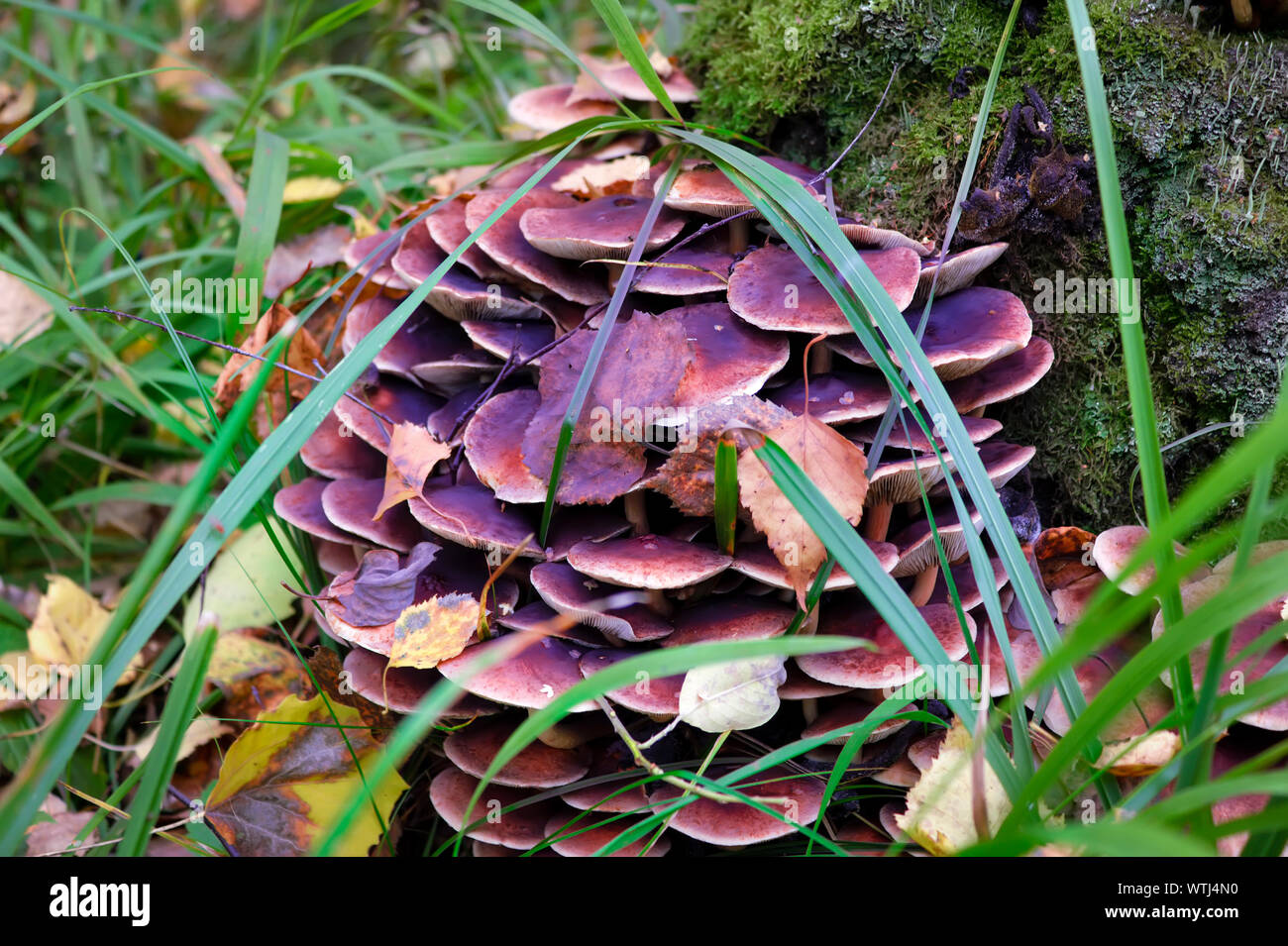 Fall scene with mushrooms and fallen brown leaves Stock Photo - Alamy