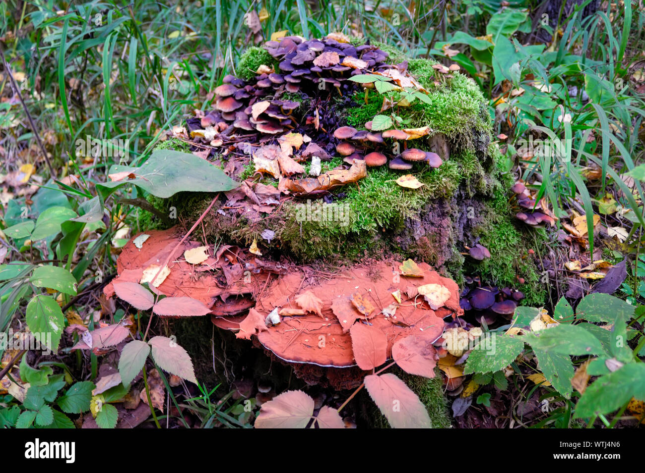 Fall scene with mushrooms and fallen brown leaves Stock Photo - Alamy