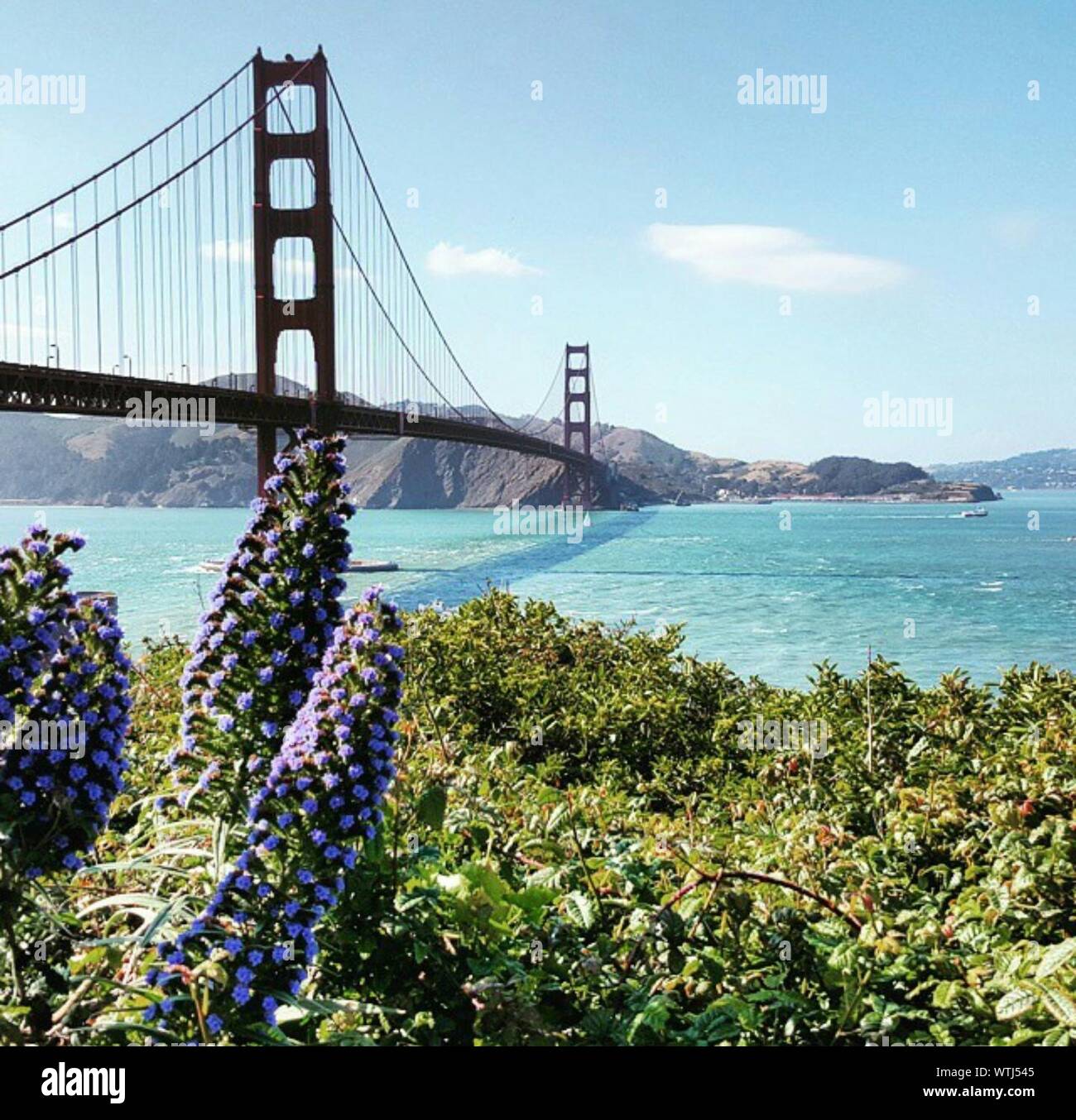 Golden gate bridge flowers hi-res stock photography and images - Alamy