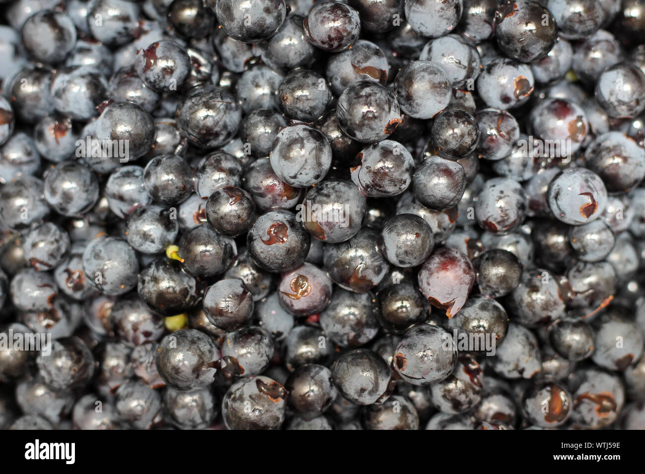 separated grape berries before the wine making process Stock Photo - Alamy