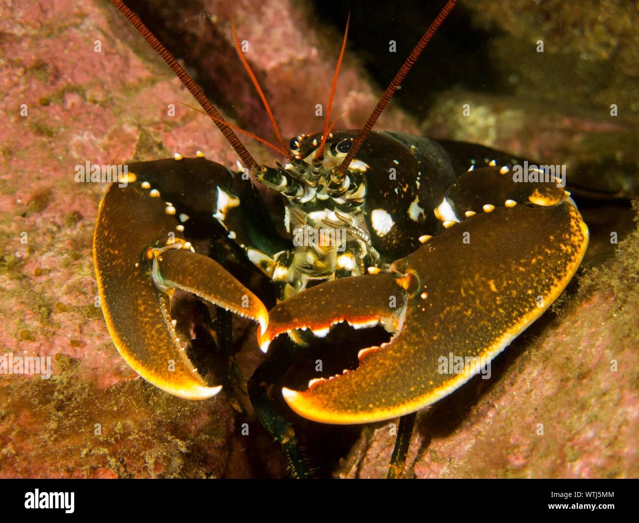 Rock lobster hi-res stock photography and images - Alamy