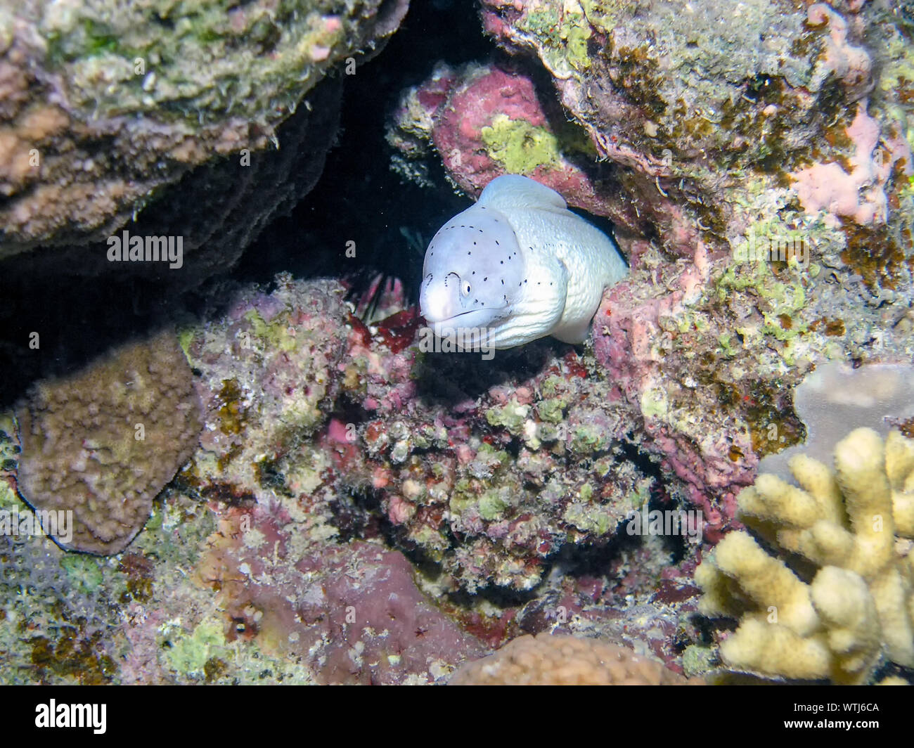 Geometric Moray Eel (Gymnothorax griseus Stock Photo - Alamy