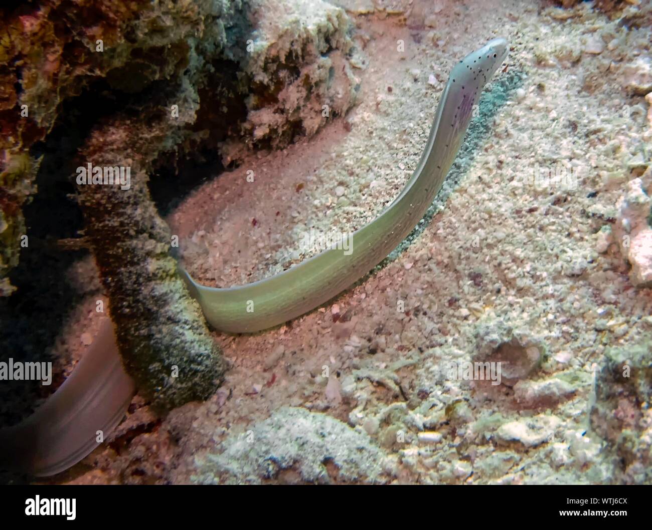 Geometric Moray Eel (Gymnothorax griseus Stock Photo - Alamy