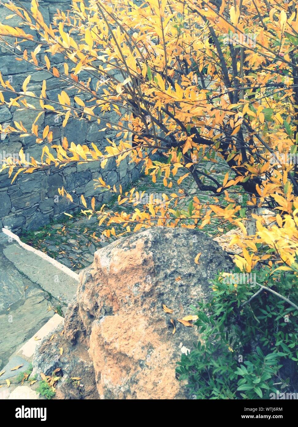 Rock tree hi-res stock photography and images - Alamy