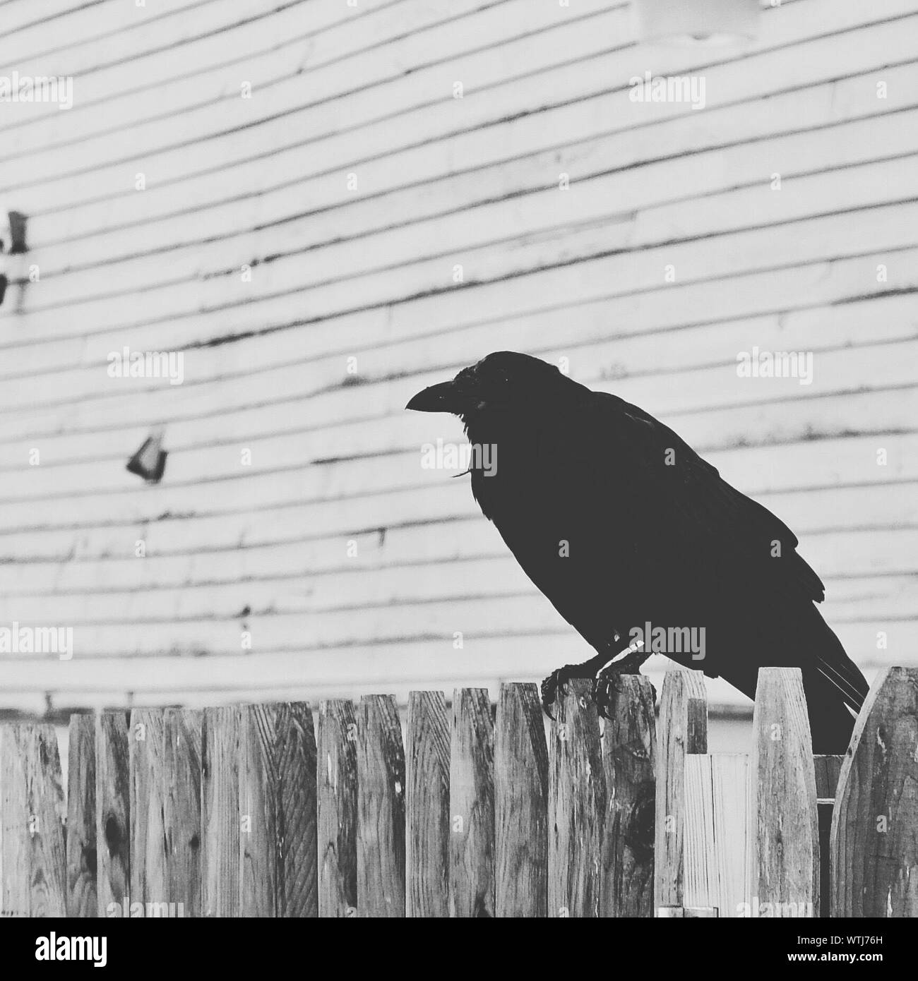 Raven On Fence High Resolution Stock Photography and Images - Alamy