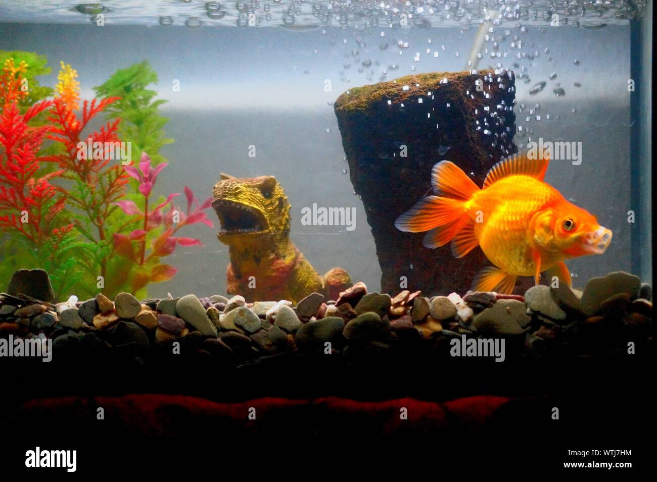 Goldfish tank hi-res stock photography and images - Alamy