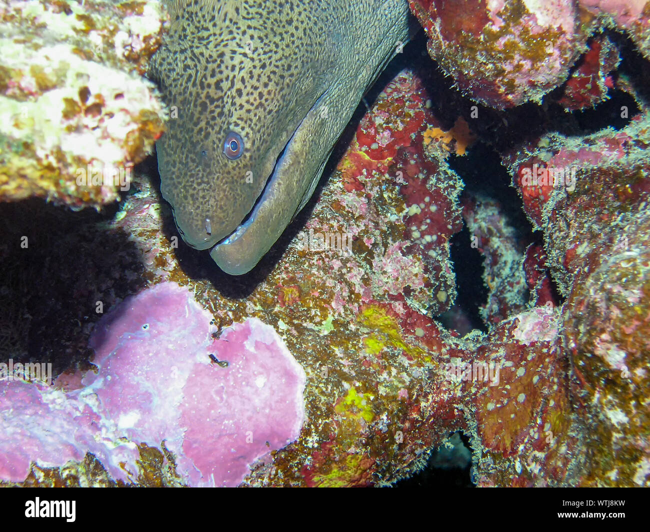 Giant Moray Eel (Gymnothorax javanicus Stock Photo - Alamy