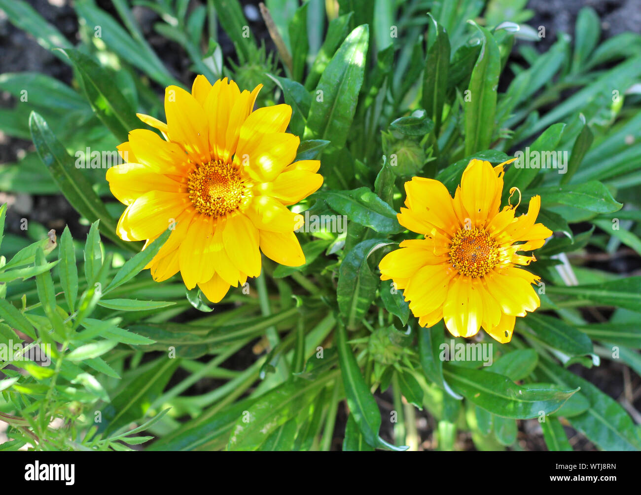 yellow daisy-like flowers on a background of green foliage. Top view ...