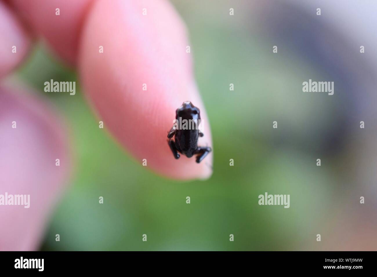 All black frog hi-res stock photography and images - Alamy