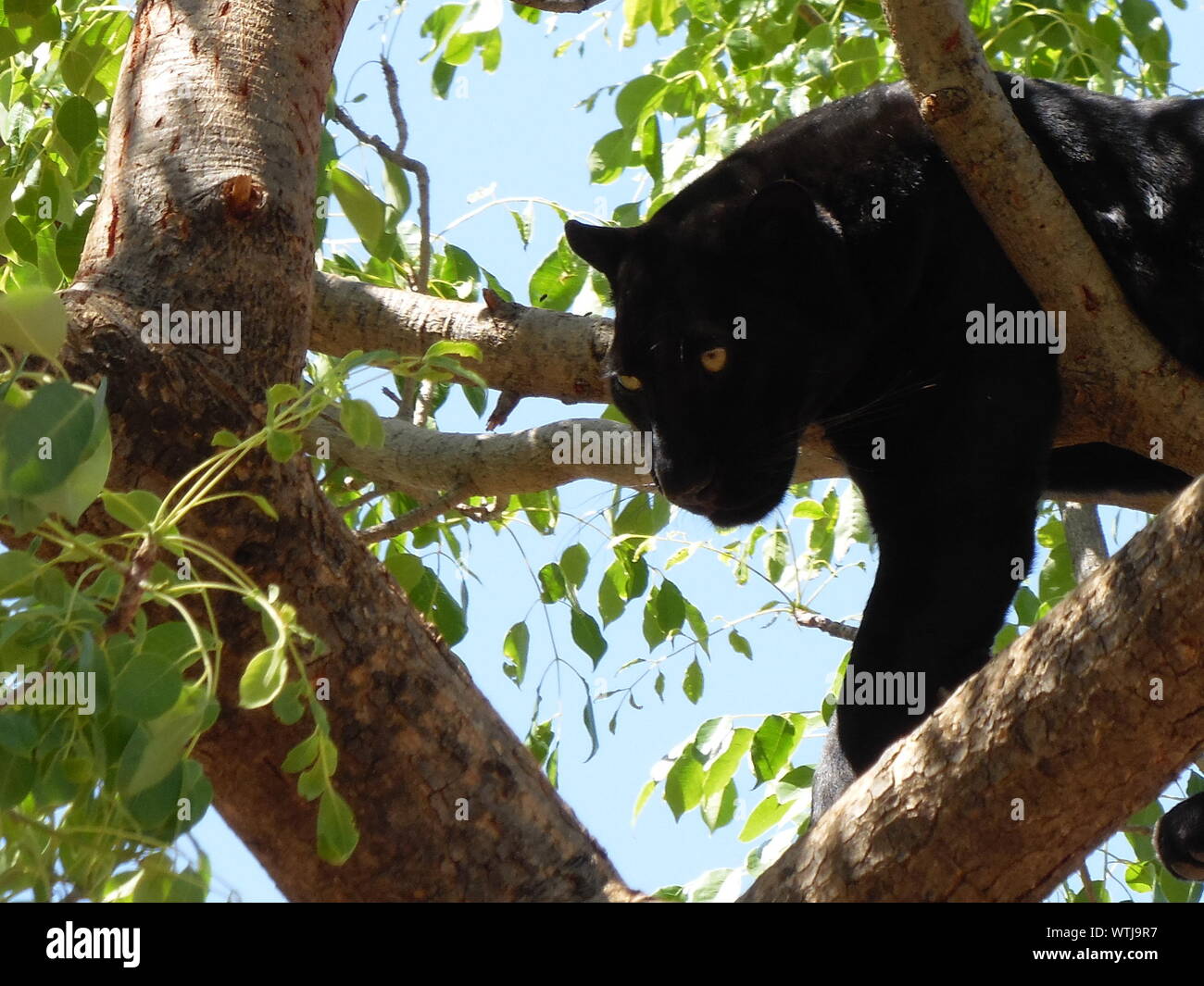 Black Leopard Tree High Resolution Stock Photography and Images - Alamy