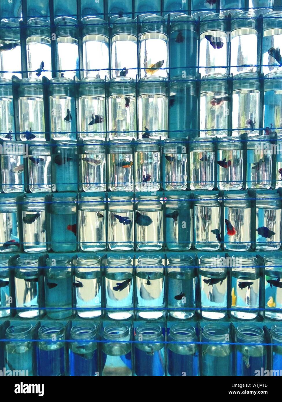 Stack fish hi-res stock photography and images - Alamy