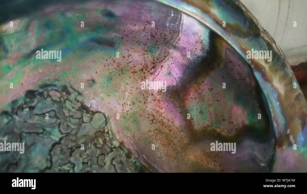 Abalone pattern hi-res stock photography and images - Alamy