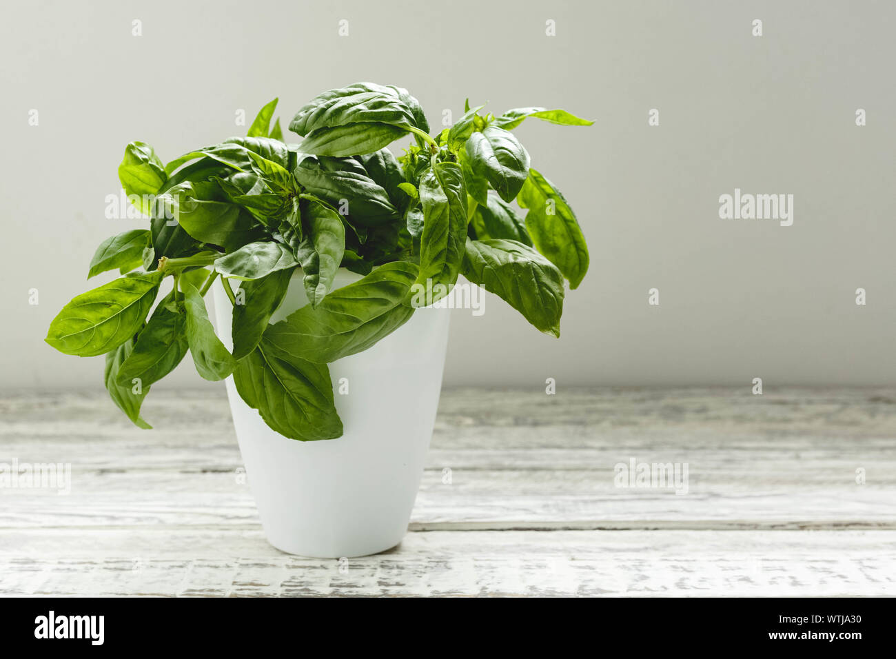 Fresh basil herb in flower pot on the white table on white background ...