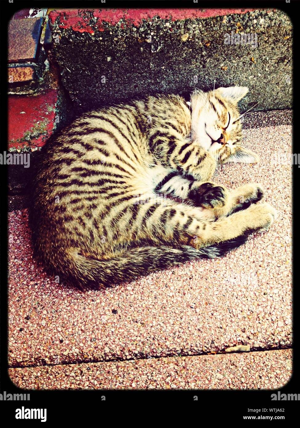 Sleeping cat sun hi-res stock photography and images - Alamy