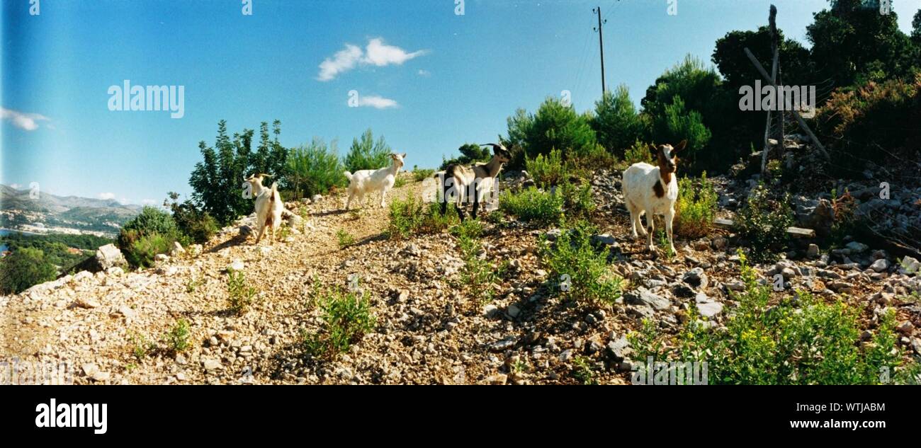 Goats free range hi-res stock photography and images - Alamy