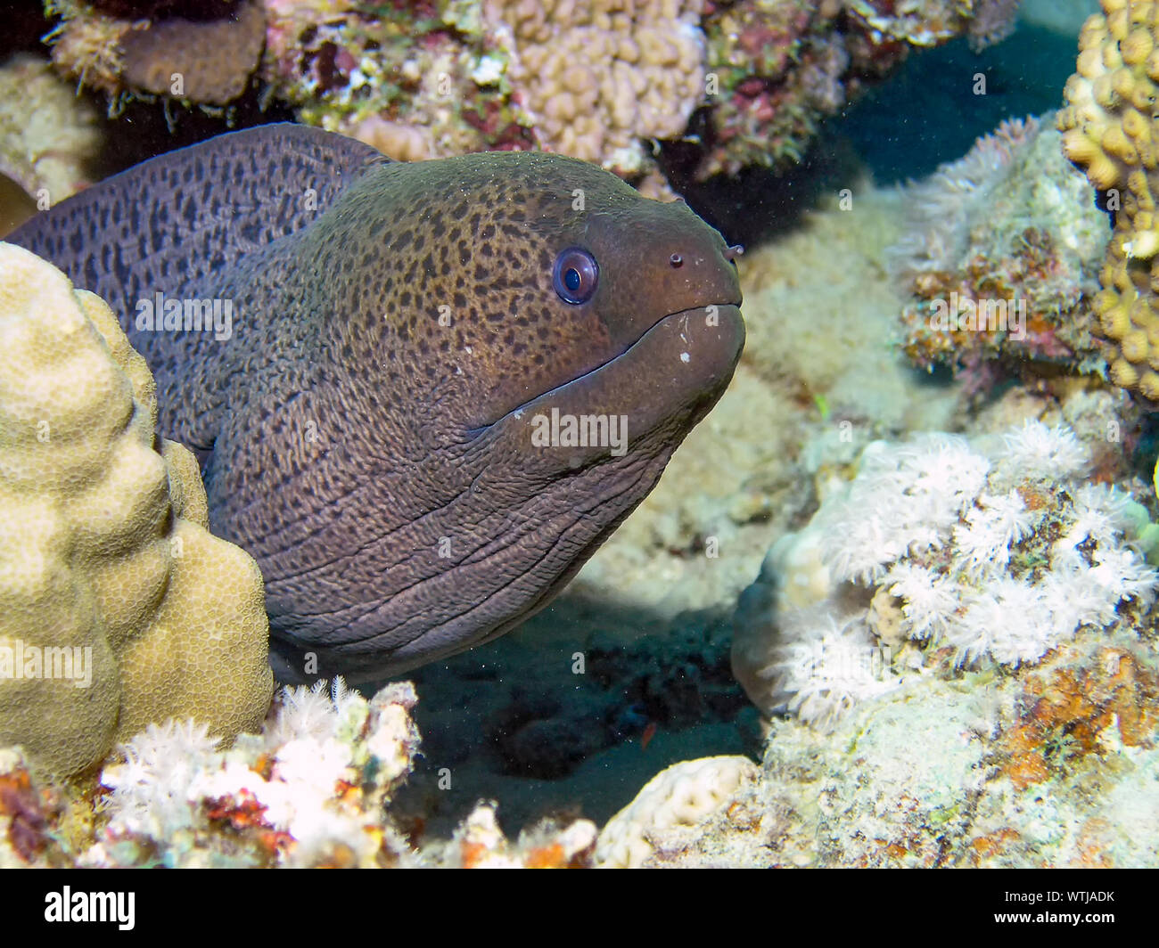 Giant Moray Eel (Gymnothorax javanicus Stock Photo - Alamy