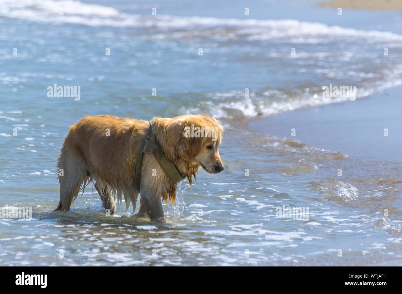 Long haired labrador hi-res stock photography and images - Alamy