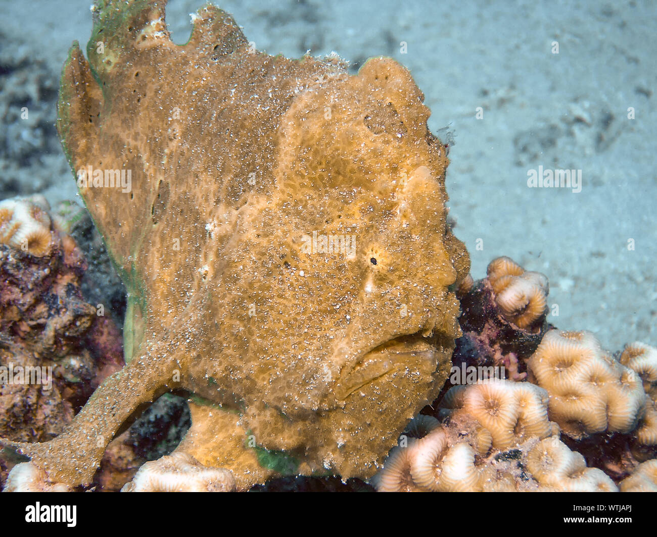 A Giant Frogfish (Antennarius commerson Stock Photo - Alamy