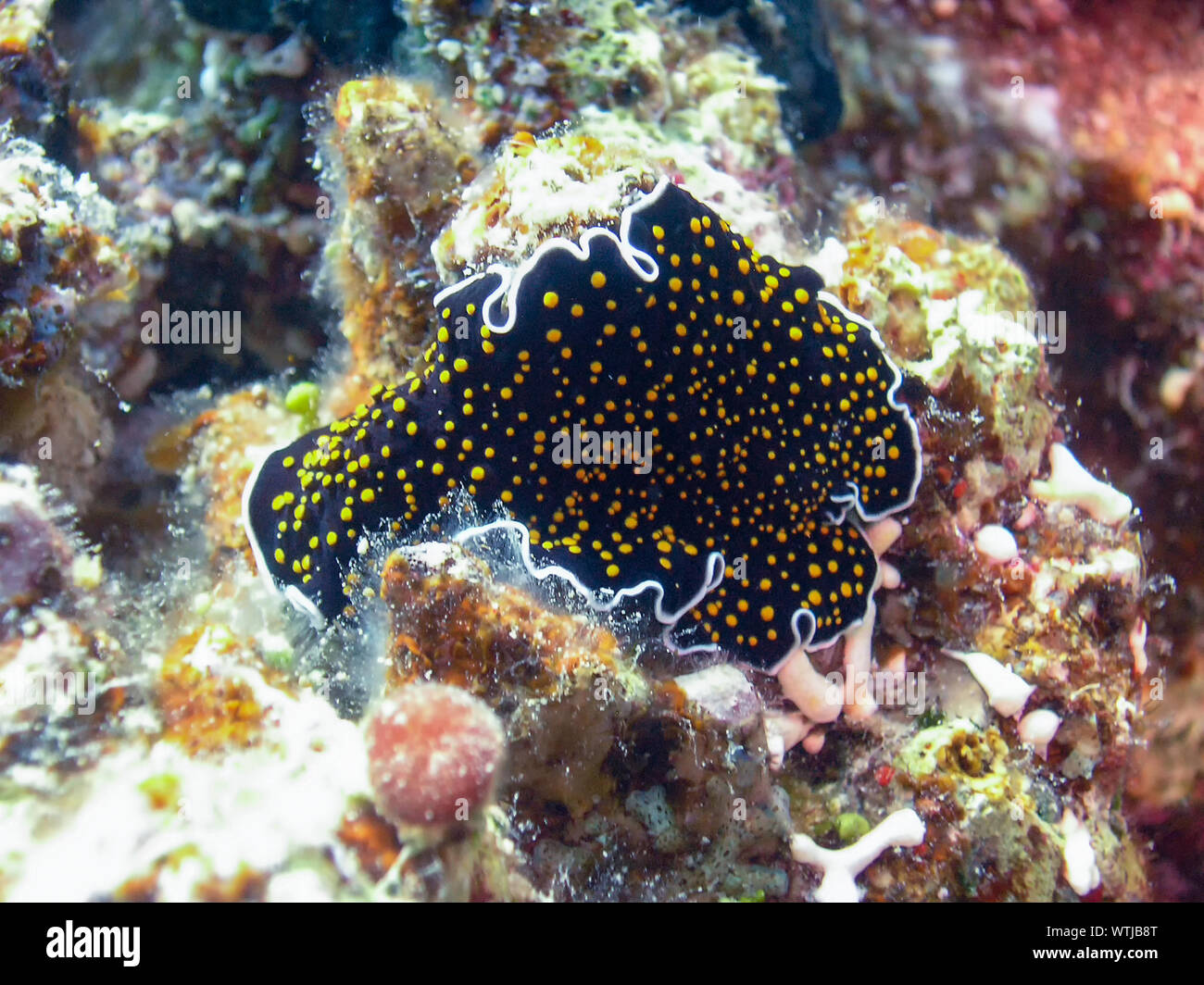 Gold spotted flatworm hi-res stock photography and images - Alamy