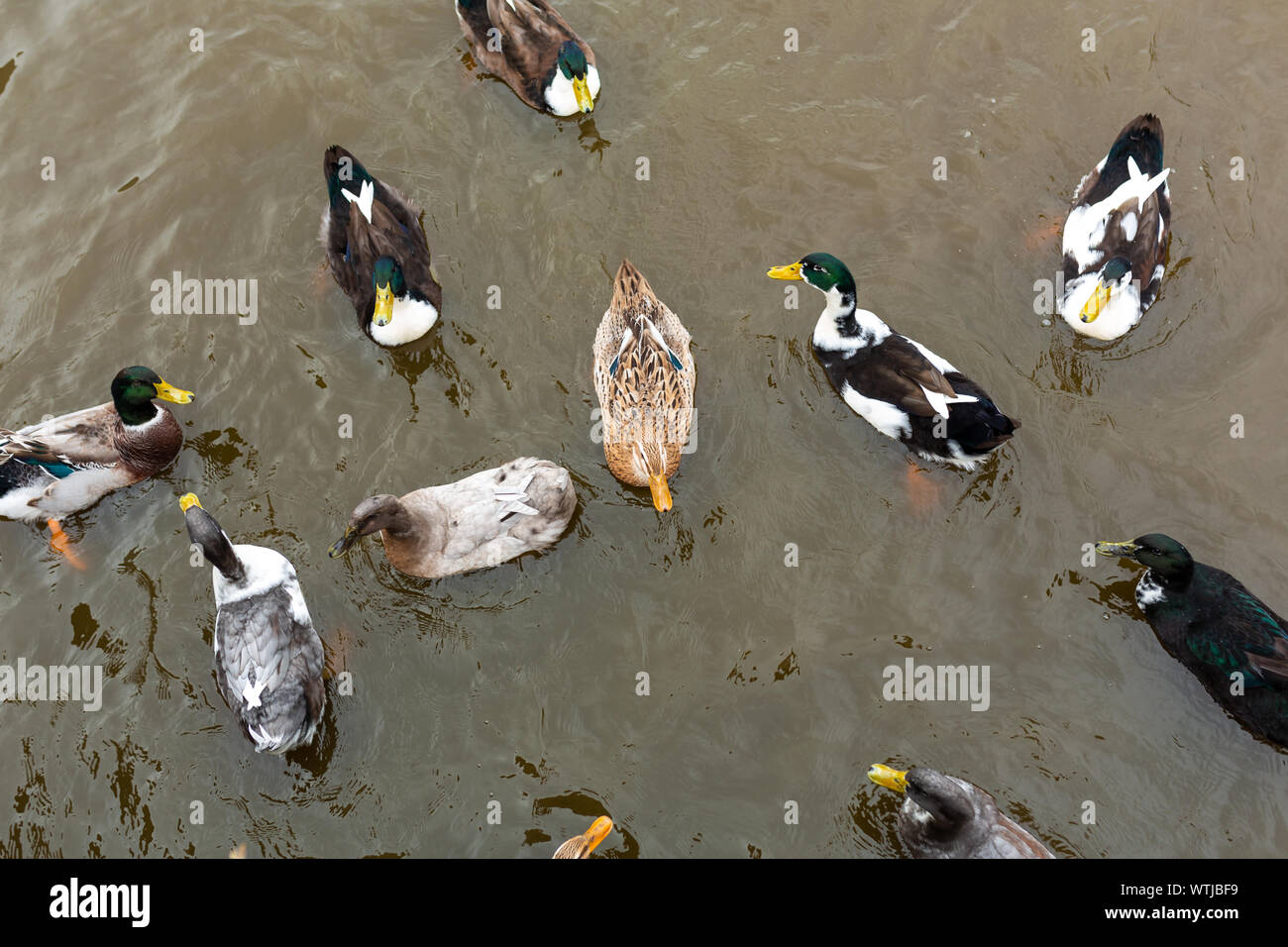 Many ducks swim in the water. Animals in a city park Stock Photo - Alamy