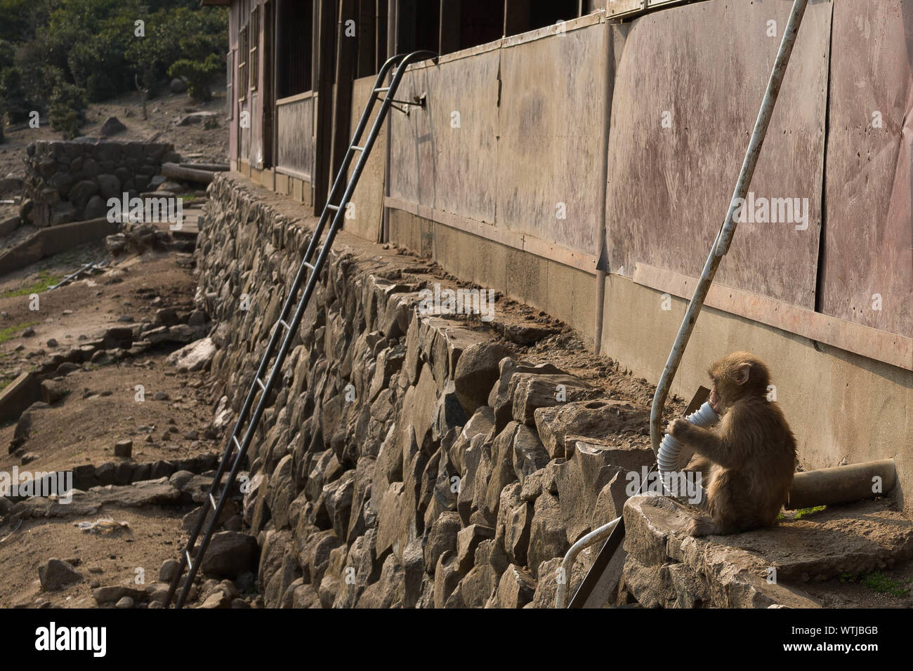 Playing with the monkey hi-res stock photography and images - Alamy