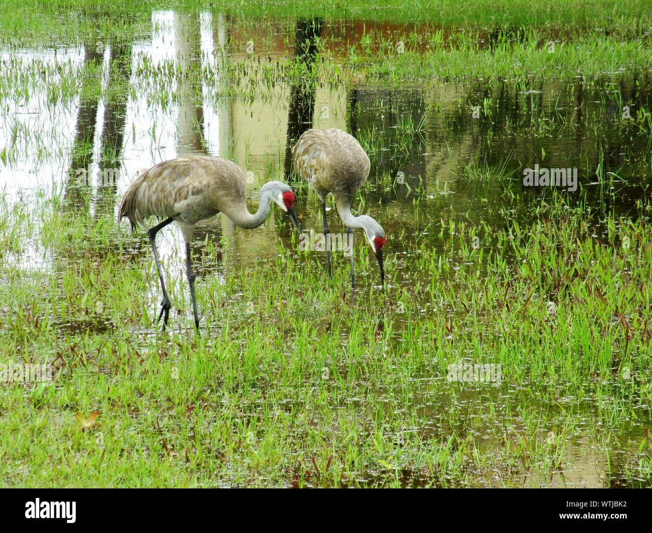Two cranes hi-res stock photography and images - Alamy