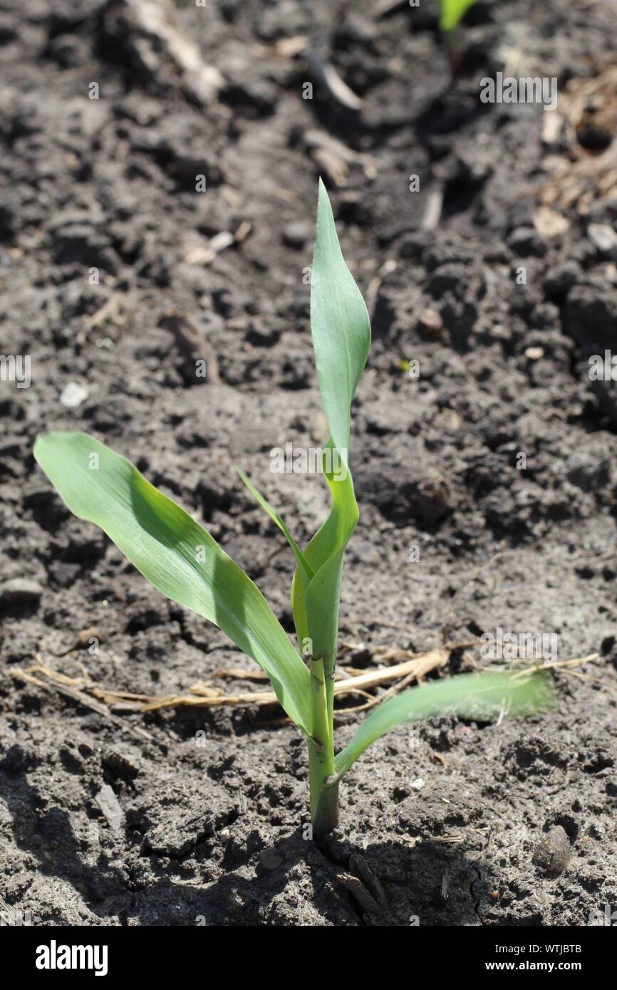 Family farm corn central america hi-res stock photography and images ...