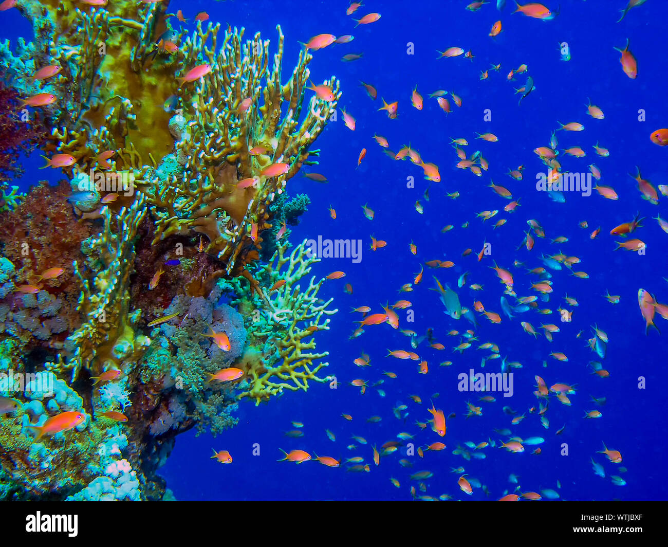 Golden Anthias (Pseudanthias squamipinnis) in the Red Sea Stock Photo ...