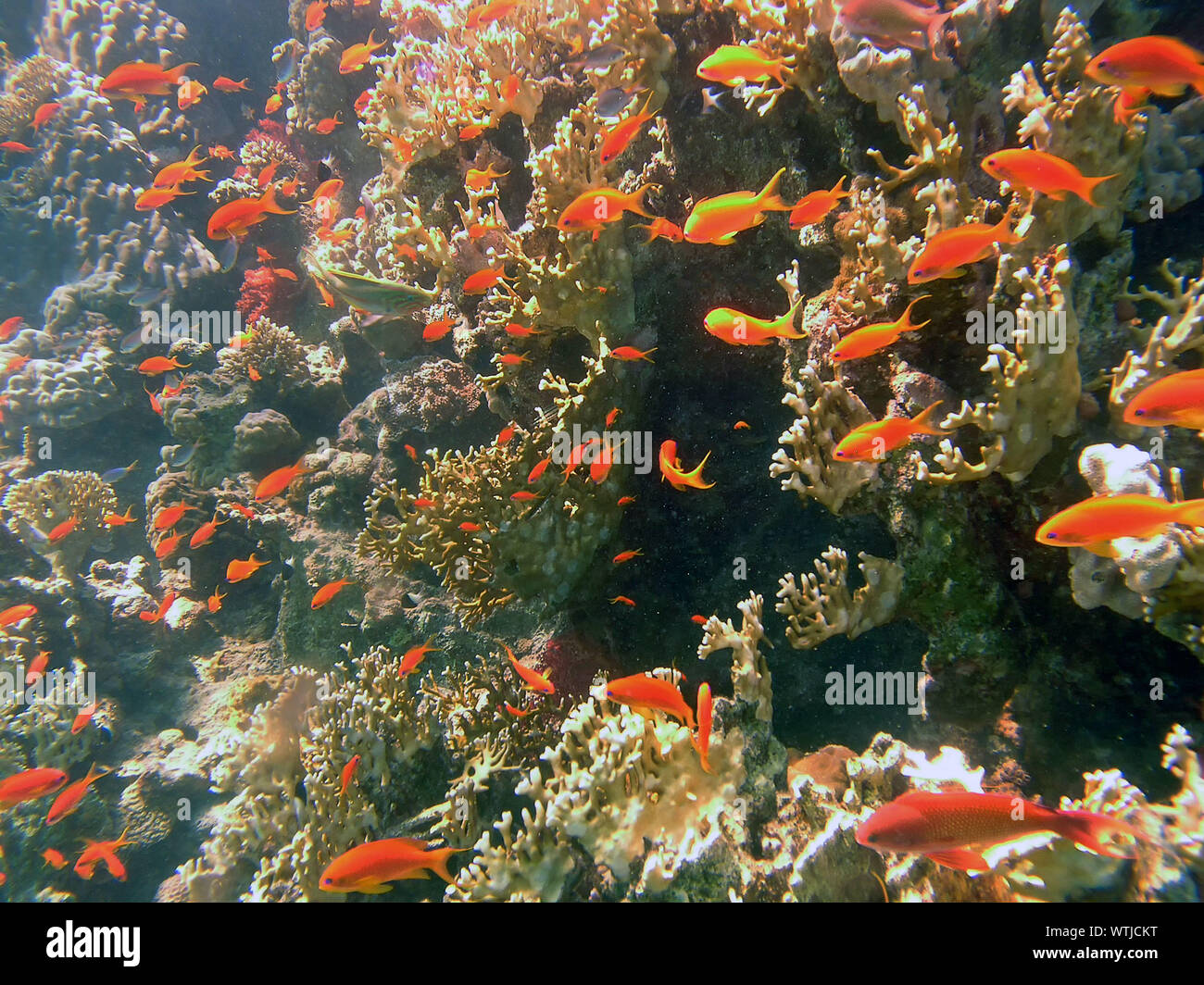 Golden Anthias (Pseudanthias squamipinnis) in the Red Sea Stock Photo ...