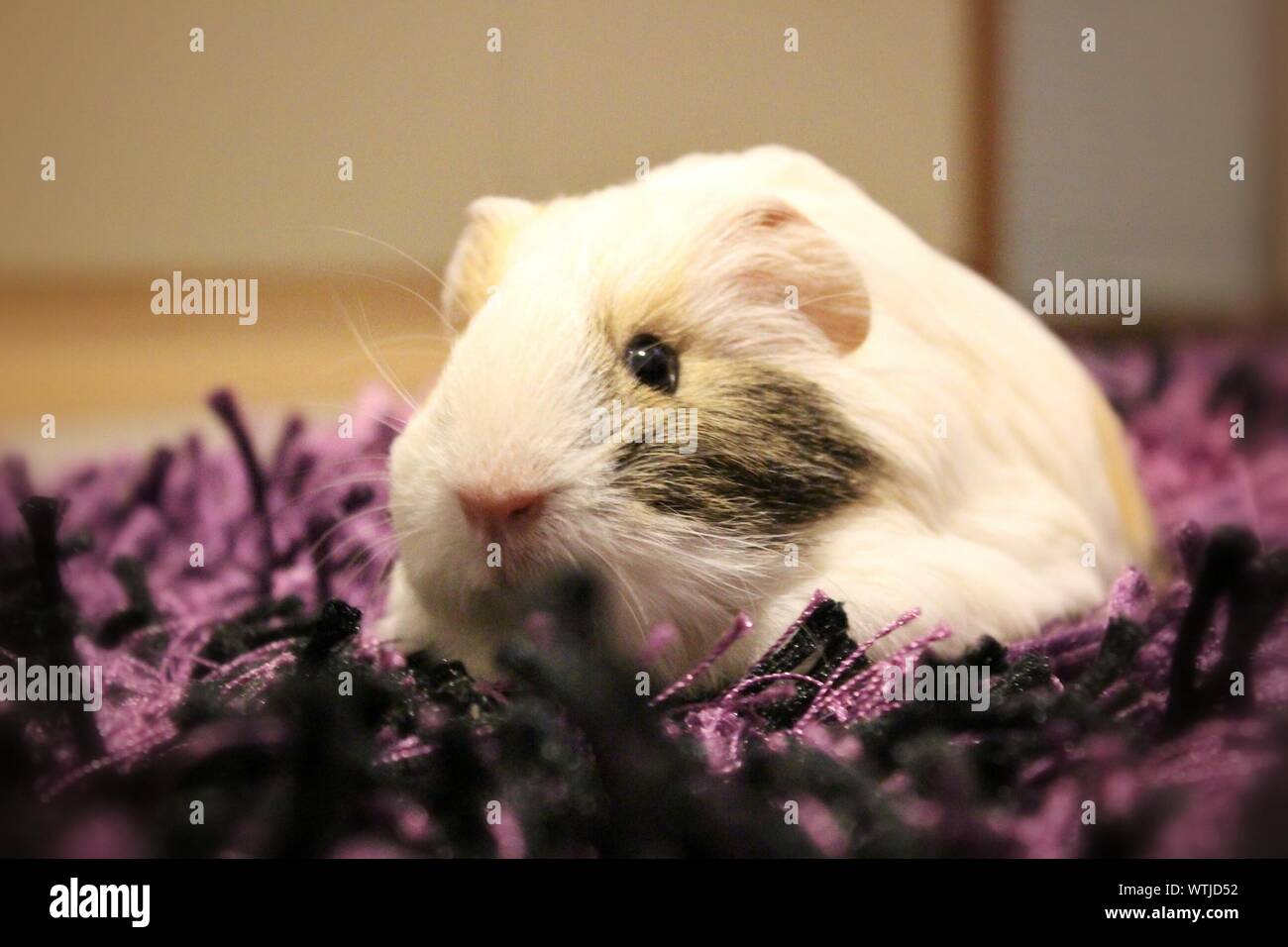 White rat hi-res stock photography and images - Alamy