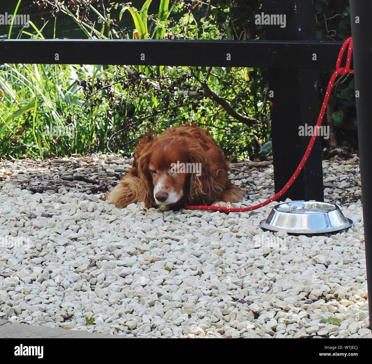 Pet Dog Tied Up High Resolution Stock Photography and Images - Alamy