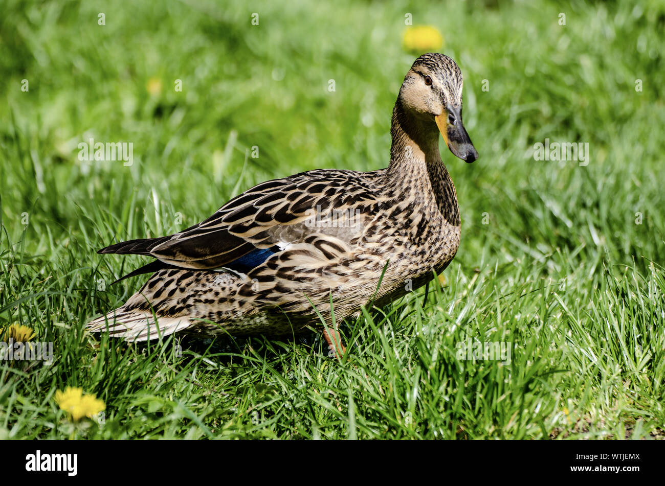 Single brown duck Stock Photo - Alamy