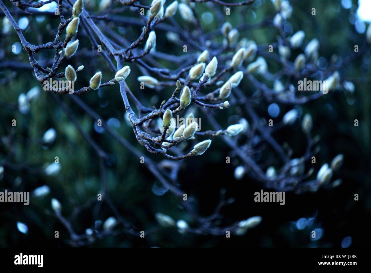 Buds of the tree hi-res stock photography and images - Alamy