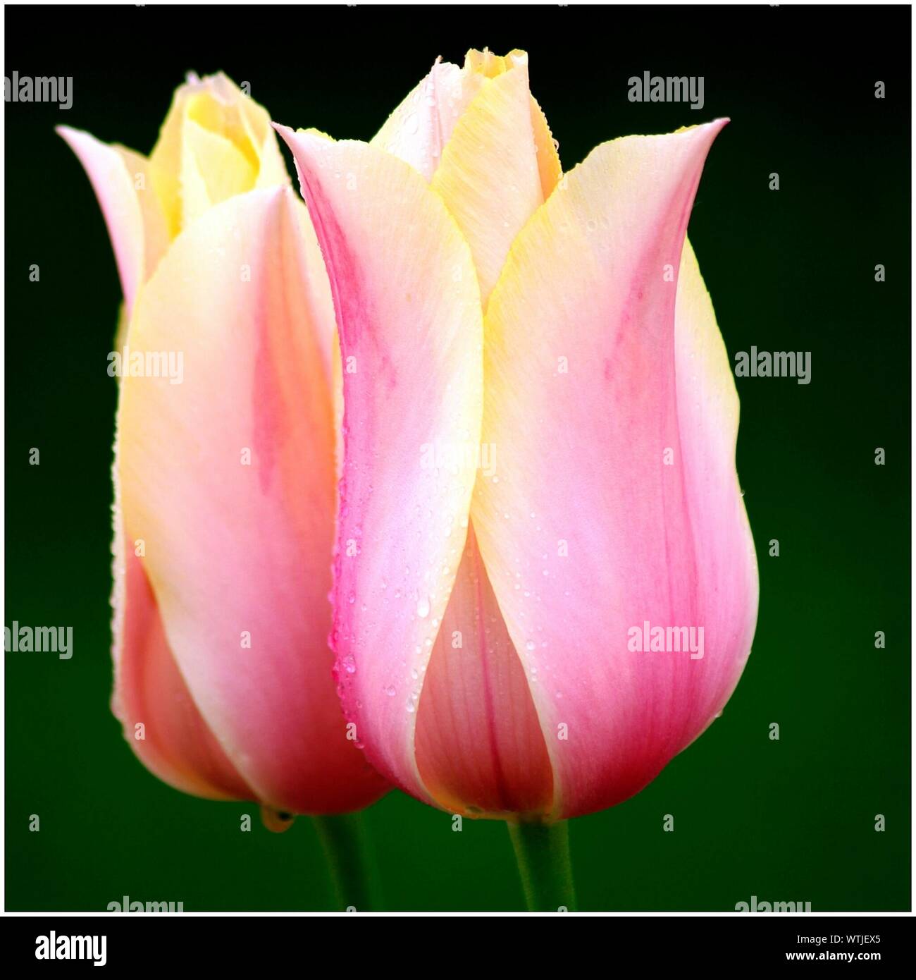 Tulip bulb production hi-res stock photography and images - Alamy