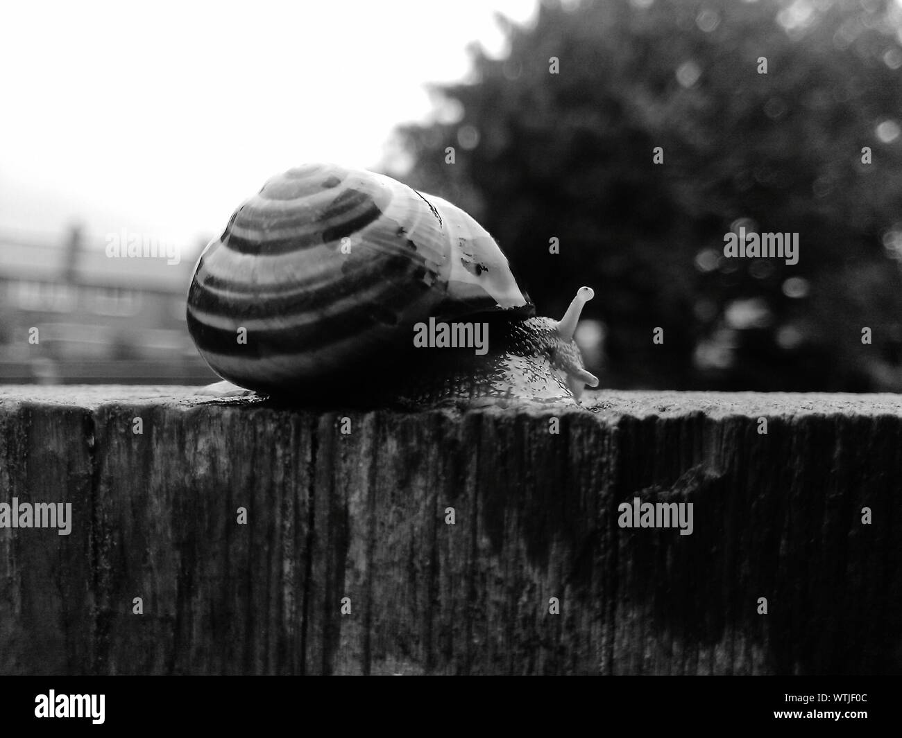 Broken snail shell hi-res stock photography and images - Alamy