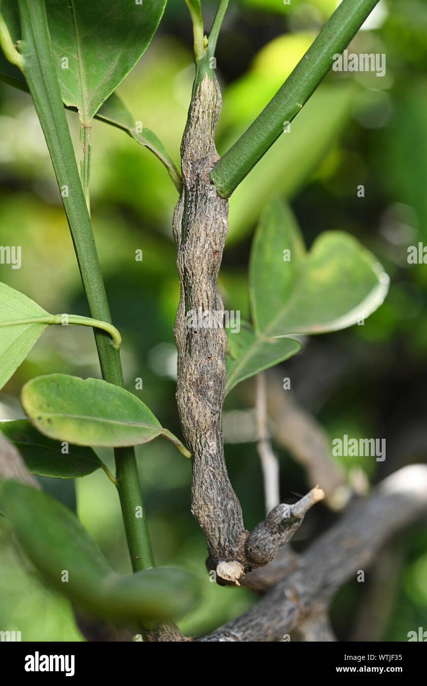 Gall wasp larvae hi-res stock photography and images - Alamy