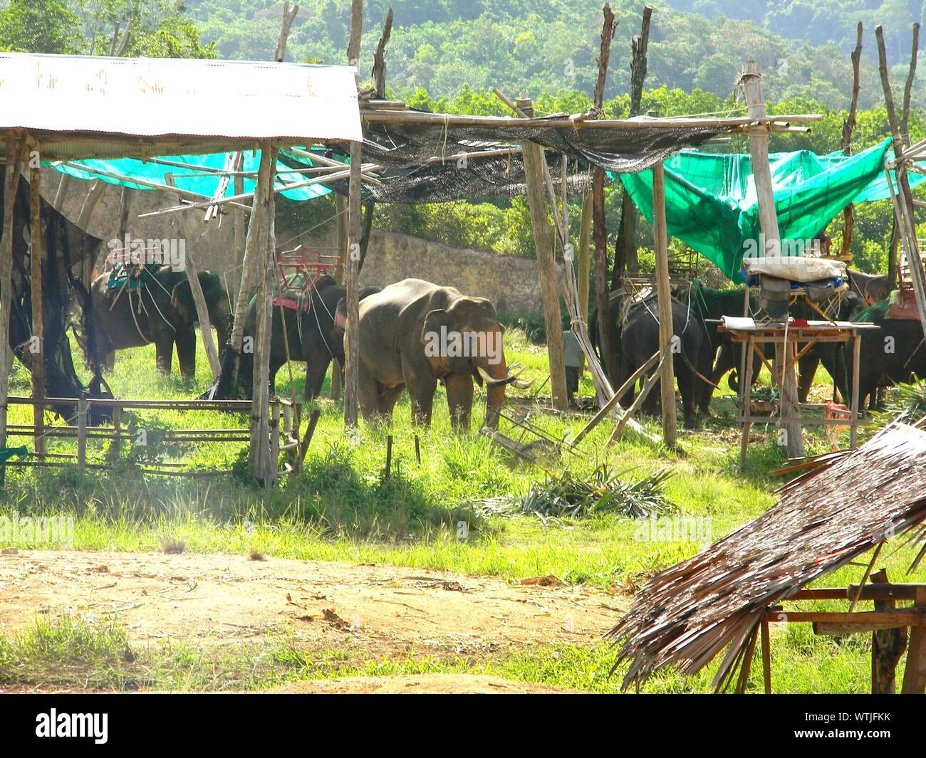 Thatched Roof Animal High Resolution Stock Photography and Images - Alamy