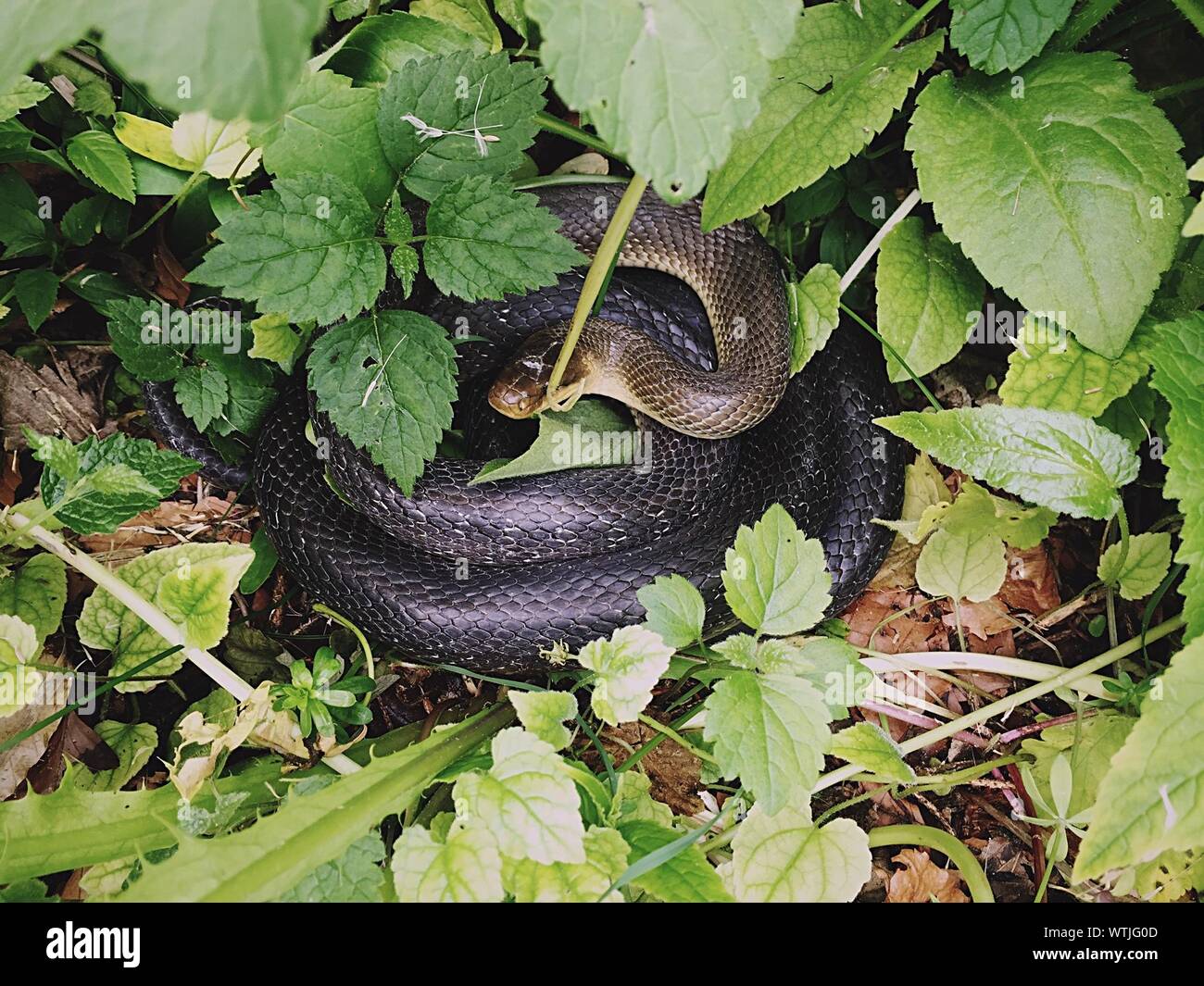 Snake Curled Up Stock Photos & Snake Curled Up Stock Images - Alamy