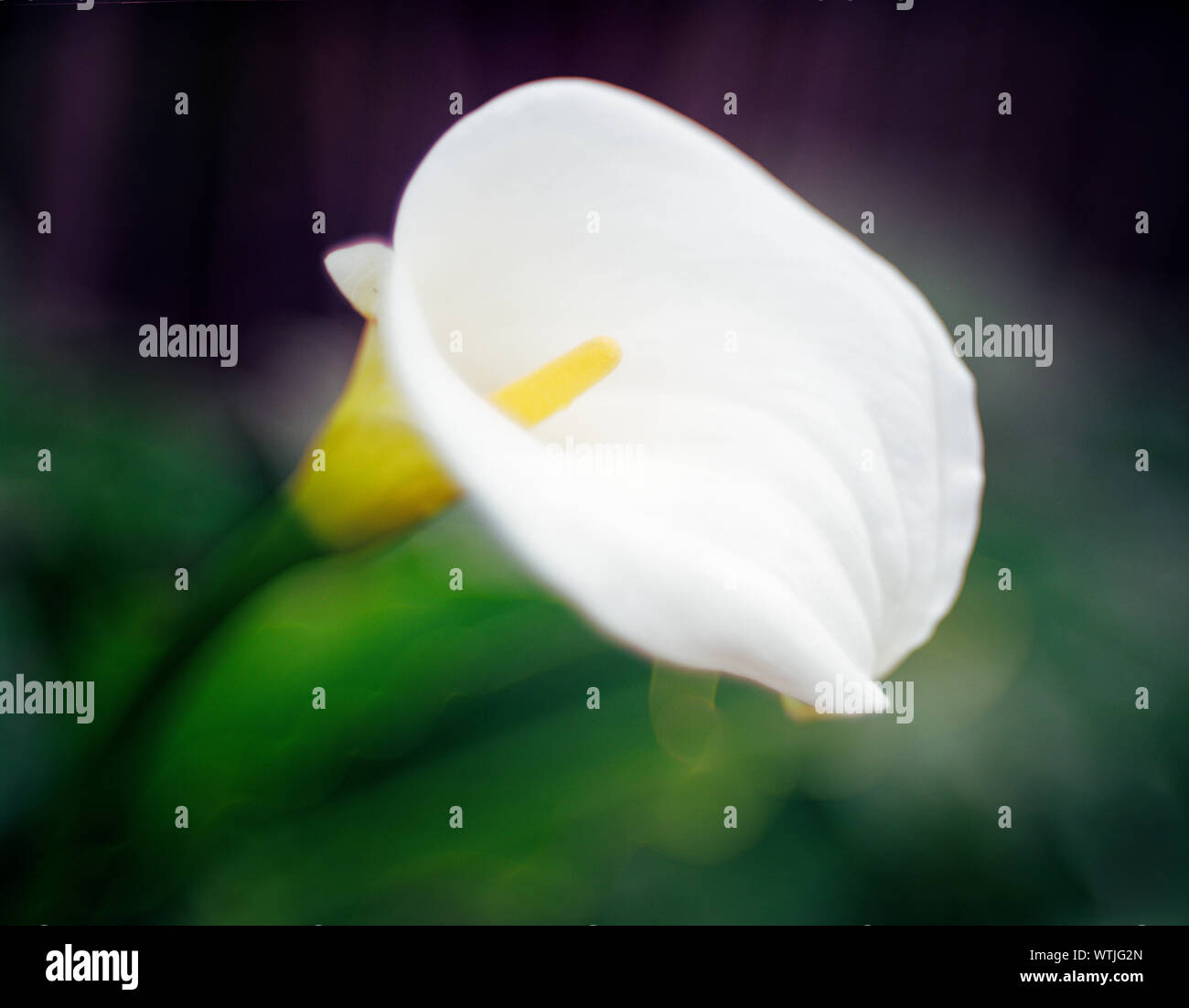 Calla lily flower easter hi-res stock photography and images - Alamy